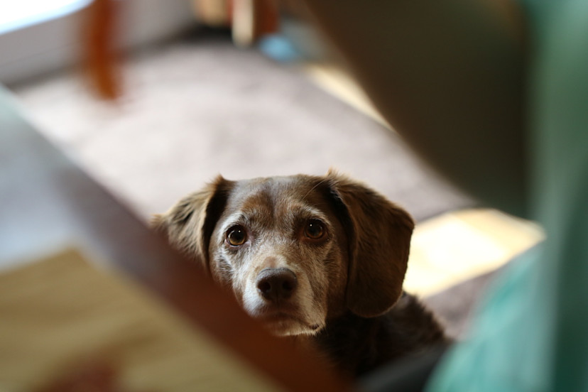 Dog Begging Tips: How to Stop a Dog From Begging for Food - 2025 ...