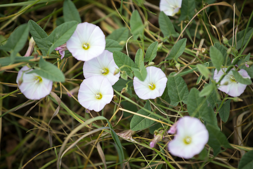 Bindweed Control: 3 Ways to Identify Bindweed - 2025 - MasterClass