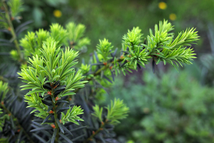 Japanese Yew Grow Guide: How to Grow Japanese Yew - 2025 - MasterClass