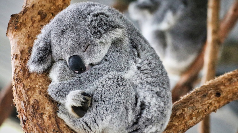 How Animals Sleep: Explore the Sleep Habits of 17 Animals - 2025 ...
