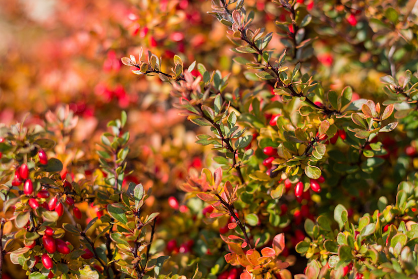Barberry Bush Care Tips: How to Grow a Barberry Bush - 2025 - MasterClass
