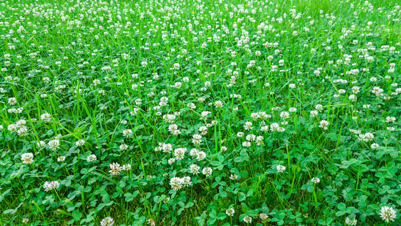Guide to Clover Lawns: How to Grow and Care for a Clover Lawn - 2026 ...