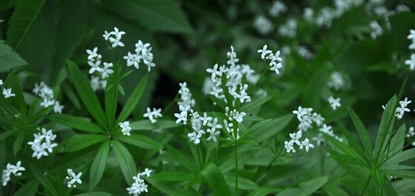 Sweet Woodruff Plants: How to Care for Sweet Woodruff - 2025 - MasterClass