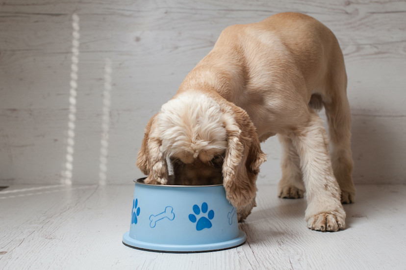 Can Dogs Eat Grits? Risks and Benefits of Grits for Dogs - 2025 ...