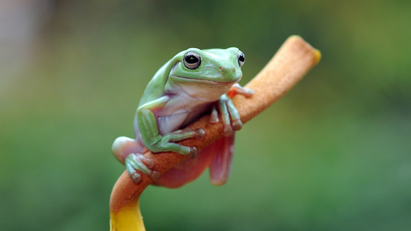 Indicator Species Explained: 5 Indicator Species Examples - 2025 ...