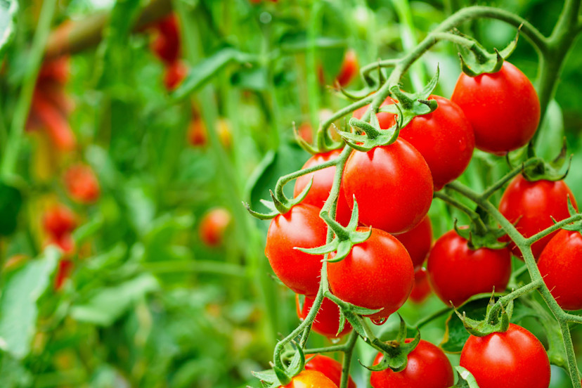 13 Warm-Season Crops to Grow in Your Summer Garden - 2025 - MasterClass
