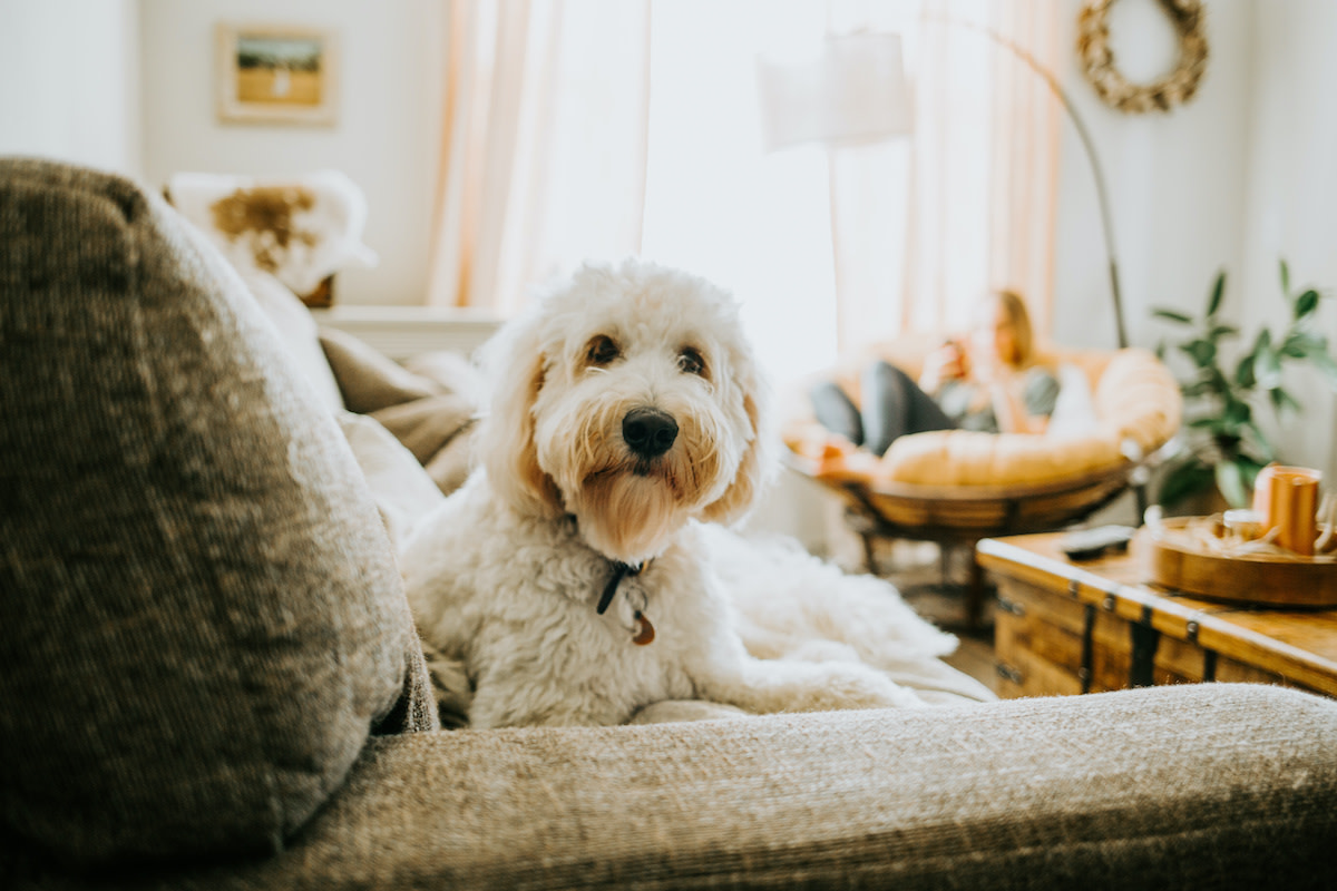 Can Dogs Eat Salt? 3 Signs Your Dog Has Eaten Too Much Salt - 2022 ...