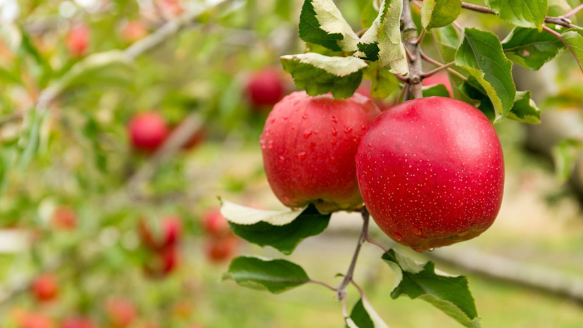 How to Grow Apple Trees at Home: Apple Tree Planting Guide - 2025 ...