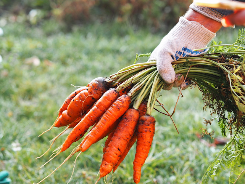 How to Store Carrots and Keep Them Fresh - 2026 - MasterClass