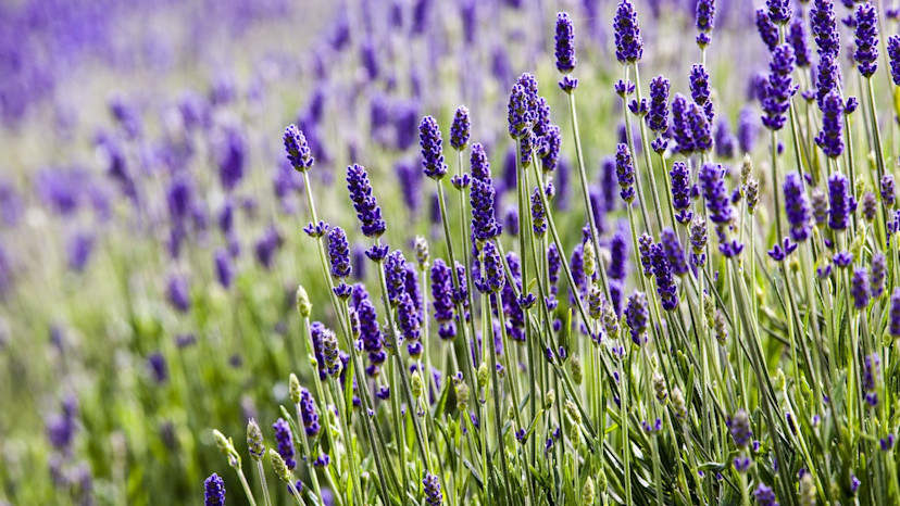 13 Types of Lavender Plants: Varieties of Lavender for Gardens - 2026 ...