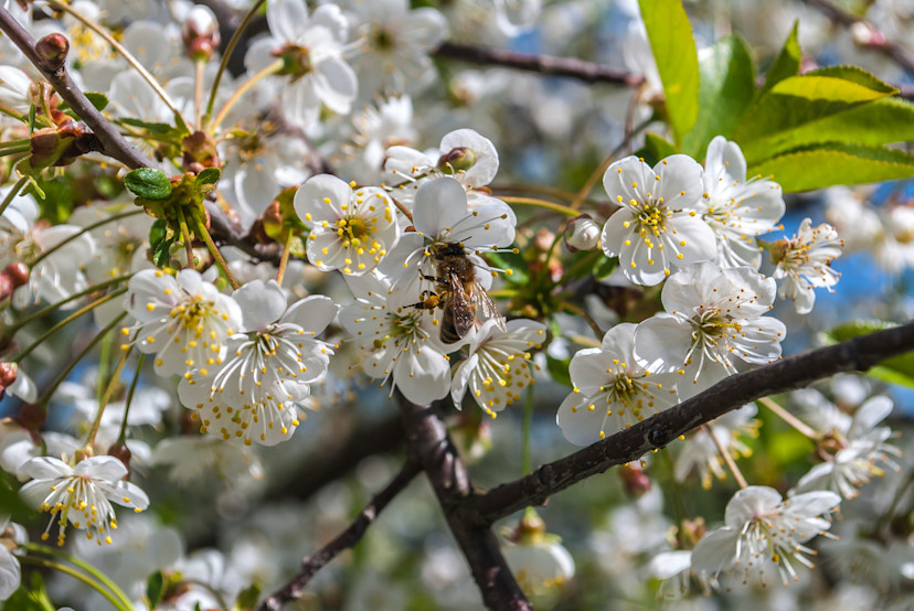 Spring Snow Crabapple: Tips for Flowering Crabapple Care - 2025 ...