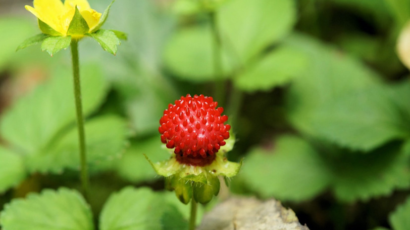 How to Identify Snake Berries: 5 Types of Snake Berries - 2025 ...