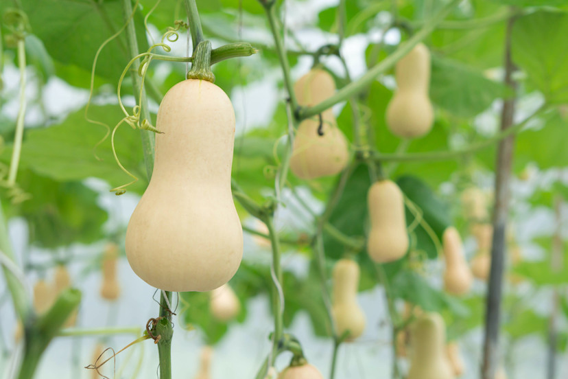 Butternut Squash Gardening Guide: How to Grow Butternut Squash - 2026 ...
