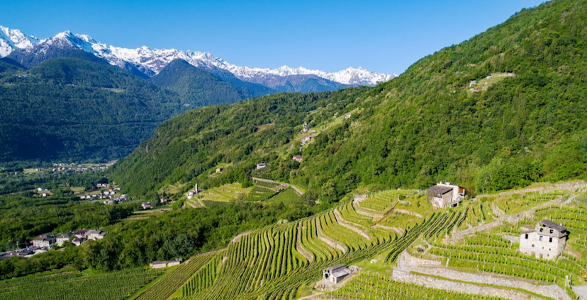 Learn About the Lombardy Wine Region Grapes and Wines - 2026 - MasterClass