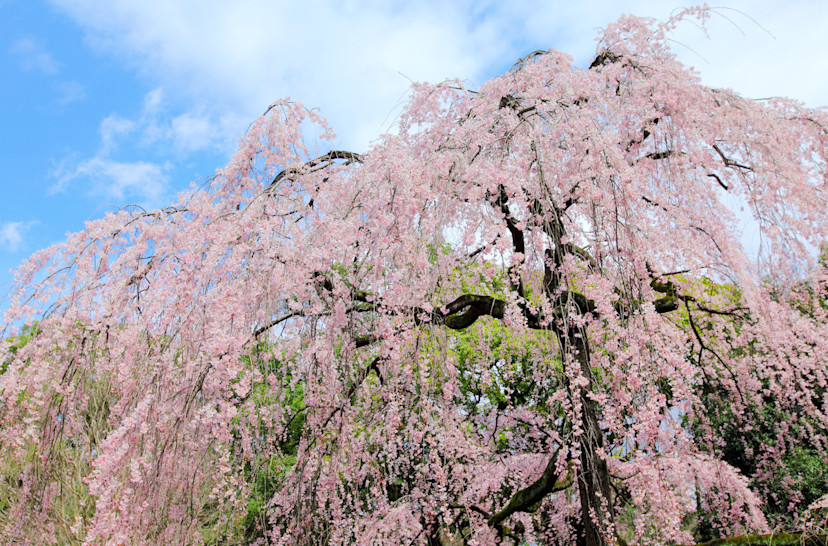 Weeping Cherry Tree Care: How to Grow Weeping Cherry Trees - 2025 ...