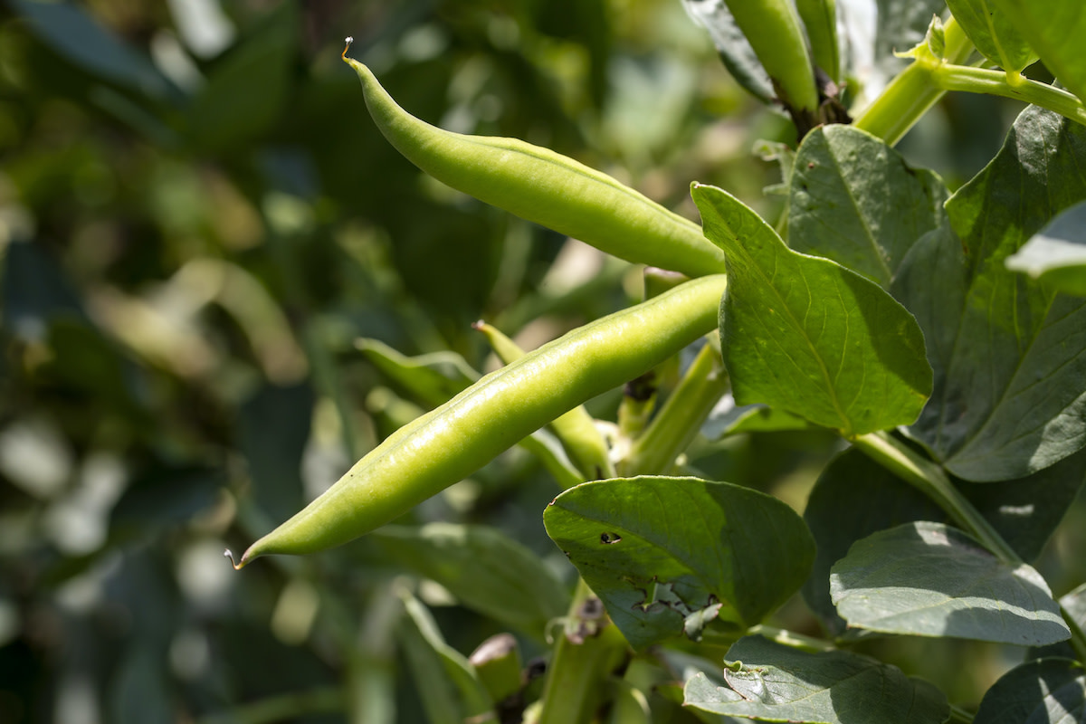 How to Grow Fava Beans: 8 Tips for Growing Fava Beans - 2022 - MasterClass