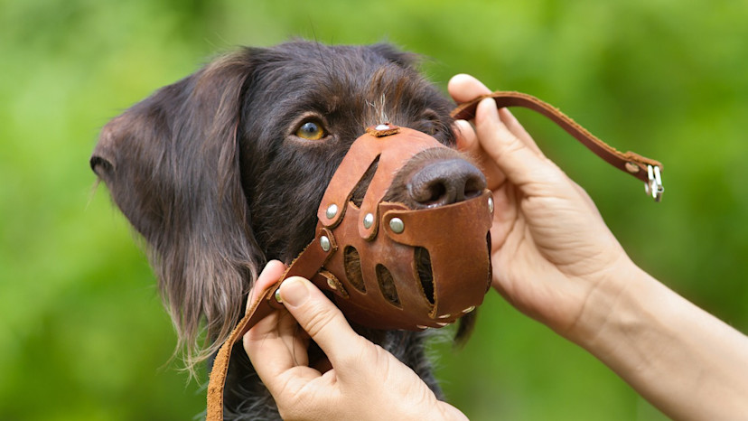 Muzzle Training Overview: 3 Tips for Muzzle Training - 2025 - MasterClass