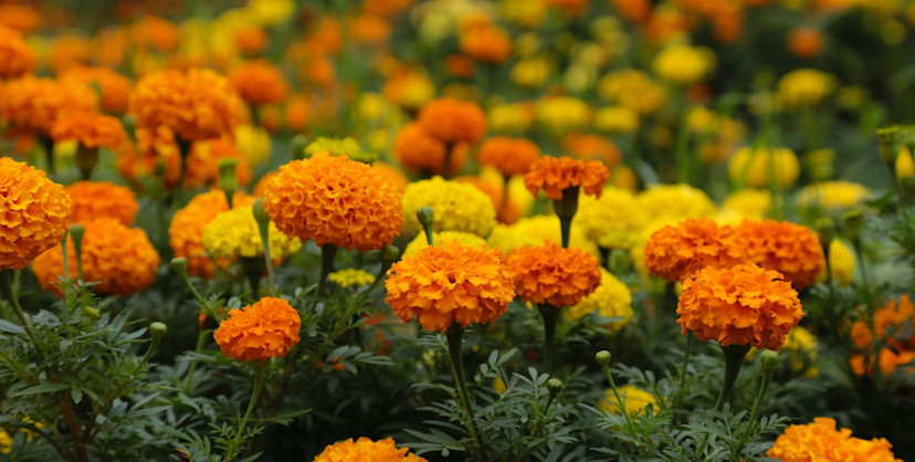 35 Garden Flowers to Plant in Your Yard - 2025 - MasterClass