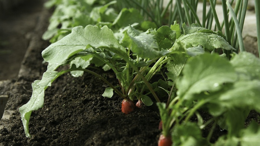 Radish Companion Planting: 13 Plants to Grow With Radishes - 2025 ...