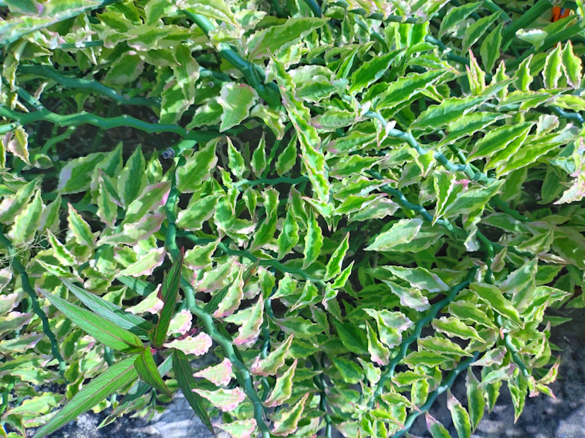 Devil's Backbone Plant: Guide to Care and Propagation - 2025 - MasterClass