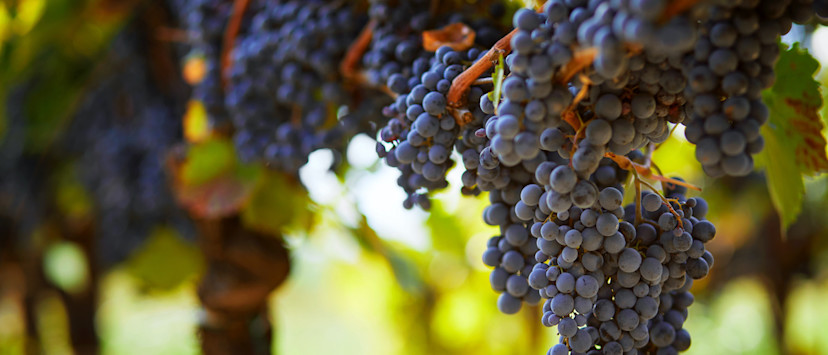 Uva Rara Wine Guide: Learn About Uva Rara Grapes - 2025 - MasterClass