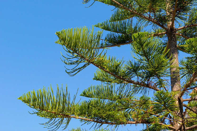 Norfolk Island Pine Tree Guide: 8 Tips for Care and Growth - 2025 ...