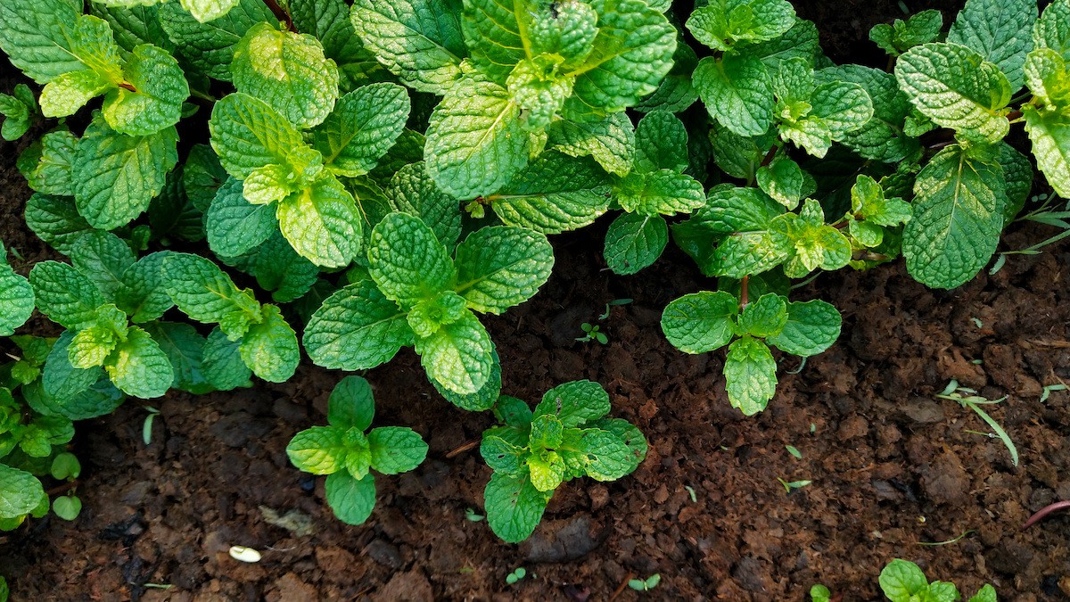 Mint Companion Planting: What to Plant With Mint - 2022 - MasterClass
