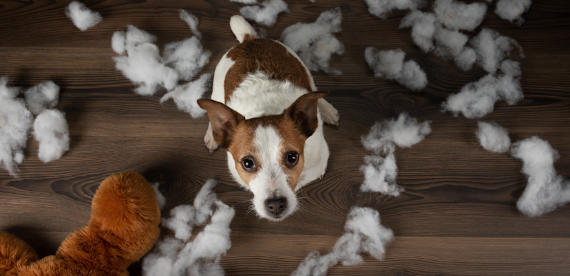 How to Discipline a Dog: 3 Methods for Disciplining a Dog - 2025 ...