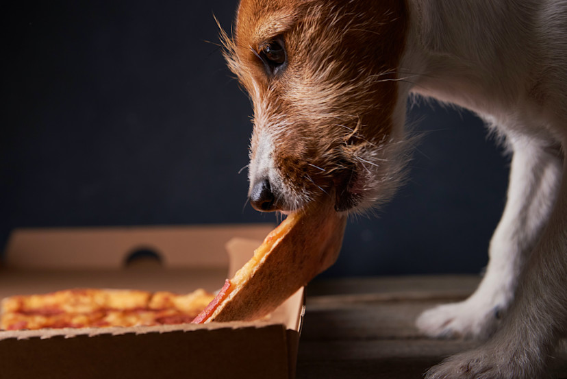 Can Dogs Eat Pizza? Why Dogs Shouldn’t Eat Pizza - 2025 - MasterClass
