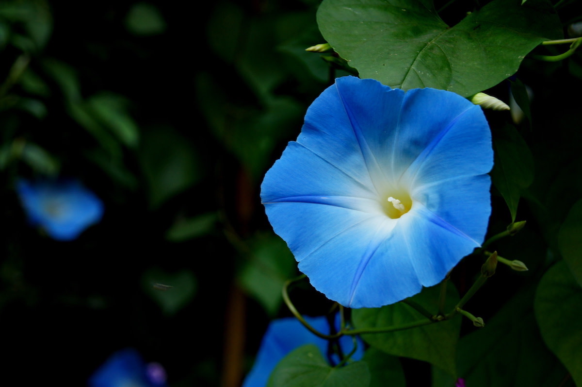 Morning Glory Care Guide: How to Grow Morning Glories - 2022 - MasterClass