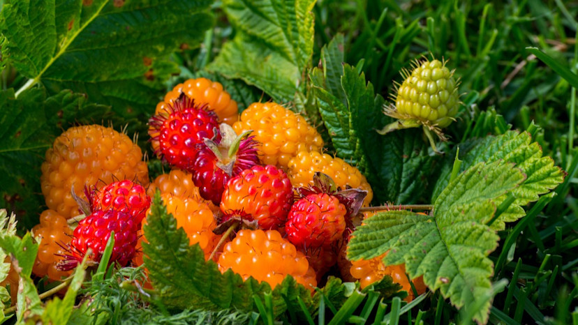 Guide to Salmonberries: How to Forage Salmonberries - 2025 - MasterClass
