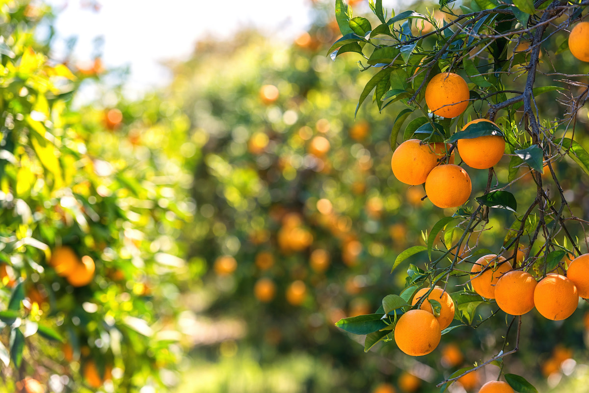Gardening Guide: The Best 16 Fruit Trees for a Home Garden - 2022 ...