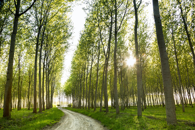 Poplar Tree Care Tips: How to Grow a Poplar Tree - 2025 - MasterClass