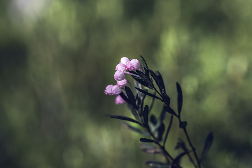 Bog Rosemary Care Tips: How to Grow Bog Rosemary - 2025 - MasterClass
