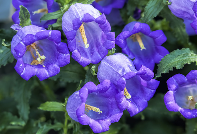Canterbury Bells Care Tips: How to Grow Canterbury Bells - 2026 ...
