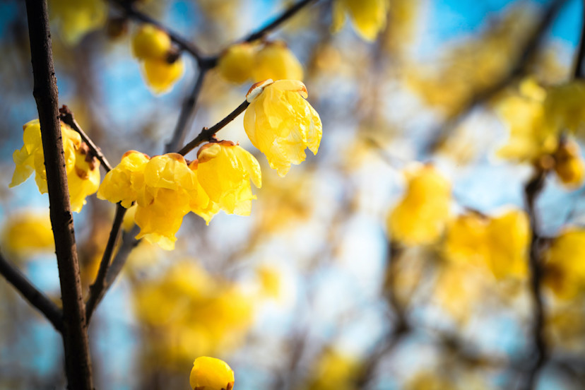 Wintersweet: How to Plant the Fragrant Wintersweet Shrub - 2025 ...