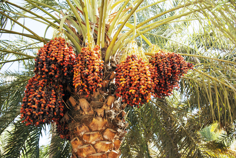 How to Grow and Care for Date Palm Trees at Home - 2025 - MasterClass