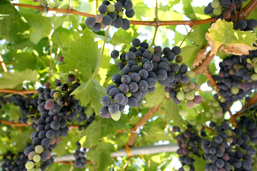 Croatina Wine Guide: Learn About Croatina Grapes - 2026 - MasterClass