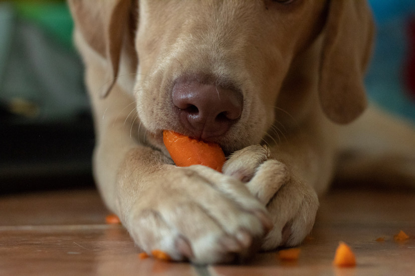 What Vegetables Can Dogs Eat? 16 Vegetables Dogs Can Eat - 2025 ...