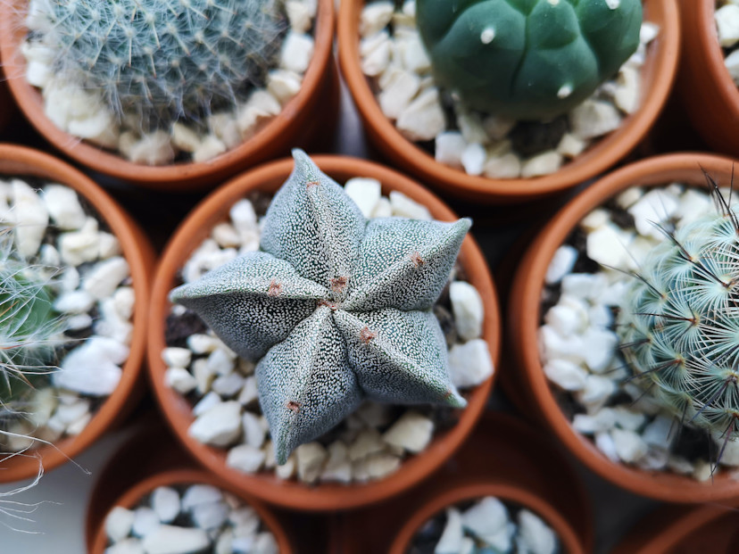 7 Best Types of Cactus to Grow Indoors - 2025 - MasterClass