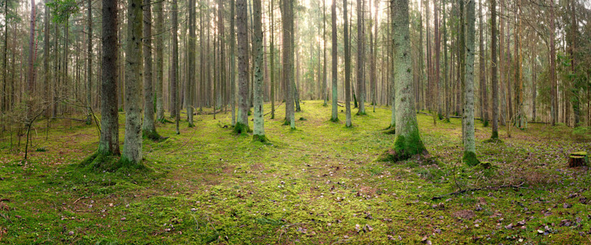 Conservationism Explained: A Brief History of Conservationism - 2025 ...