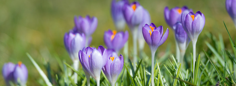 Crocus Growing Guide: How to Plant Crocus Bulbs - 2025 - MasterClass