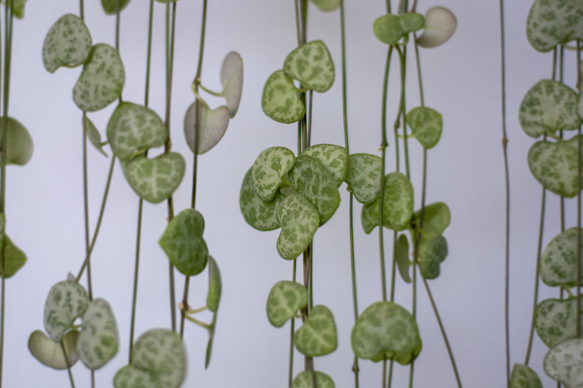 String of Hearts Plant Care Guide: How to Grow String of Hearts - 2025 ...