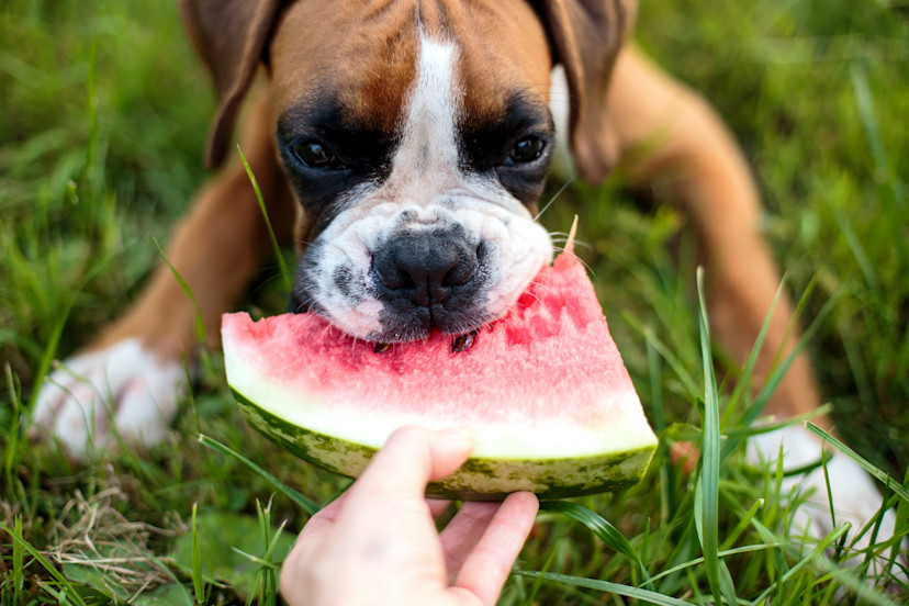 What Fruits Can Dogs Eat? Tips for Feeding Dogs Fruit - 2025 - MasterClass
