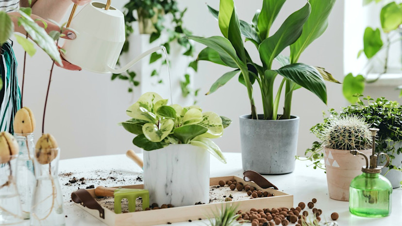 How to Grow Plants Indoors: 6 Tips for Growing Houseplants - 2025 ...