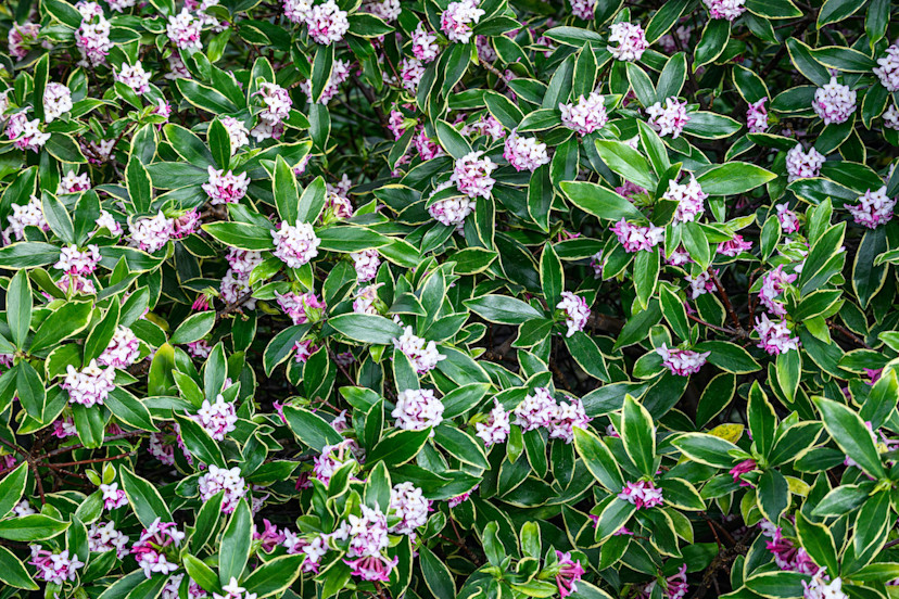 Winter Daphne Plant Care: How to Grow Winter Daphne Shrubs - 2026 ...