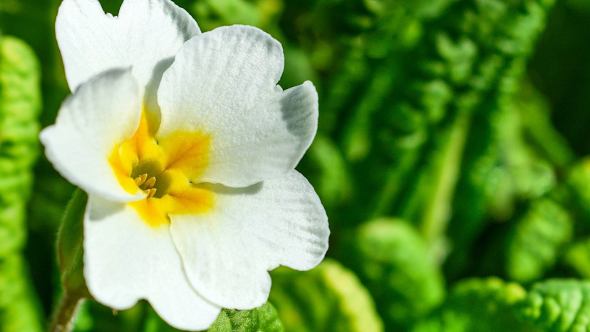 Primrose Flower Care: How to Grow Primroses - 2025 - MasterClass