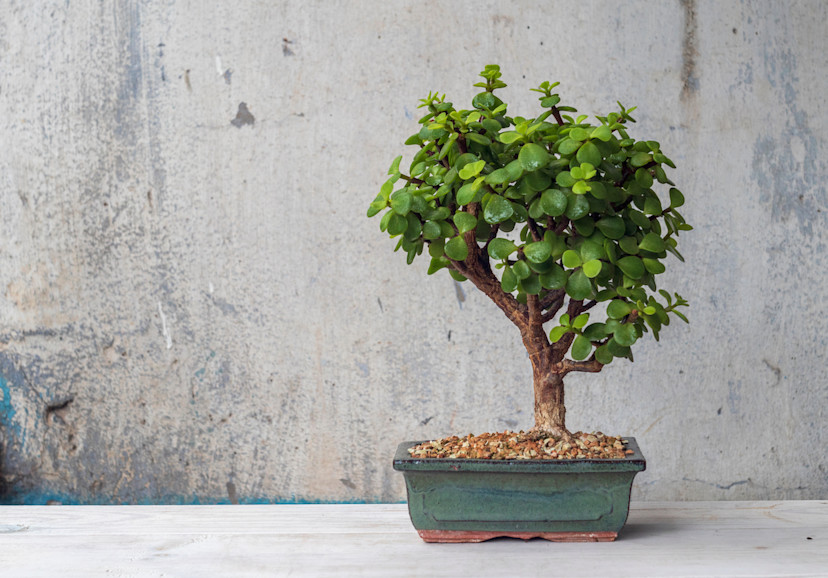 Jade Bonsai Tree Guide: How to Grow Dwarf Jade - 2026 - MasterClass