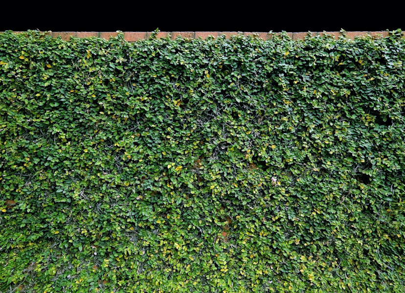 Creeping Fig Plant Care Tips: How to Grow Creeping Fig - 2026 - MasterClass