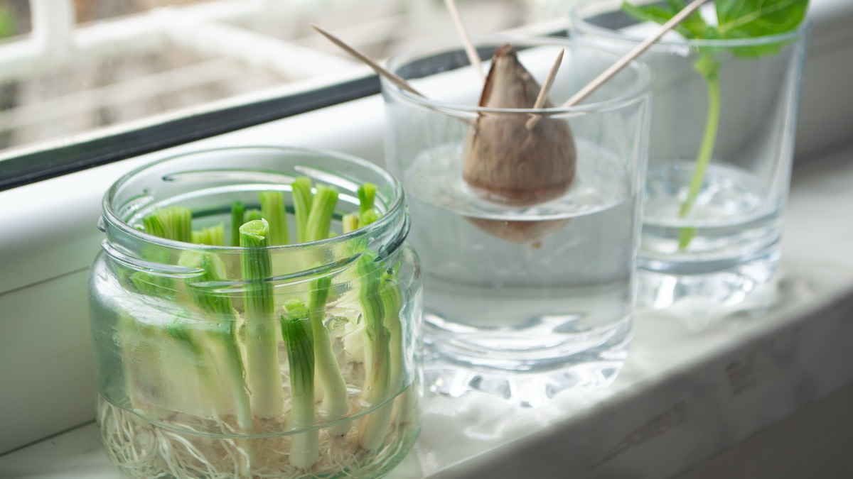 How to Regrow Vegetables: 14 Vegetables You Can Regrow - 2022 - MasterClass